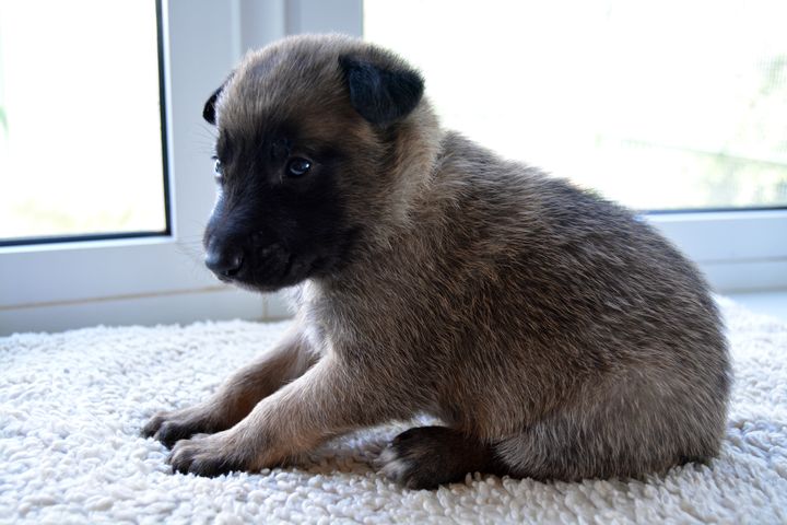 Fen the assistance dog