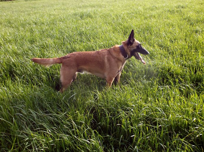 Fen the assistance dog