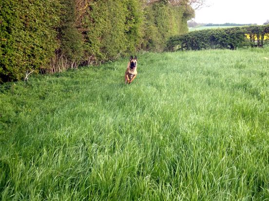 Fen the assistance dog